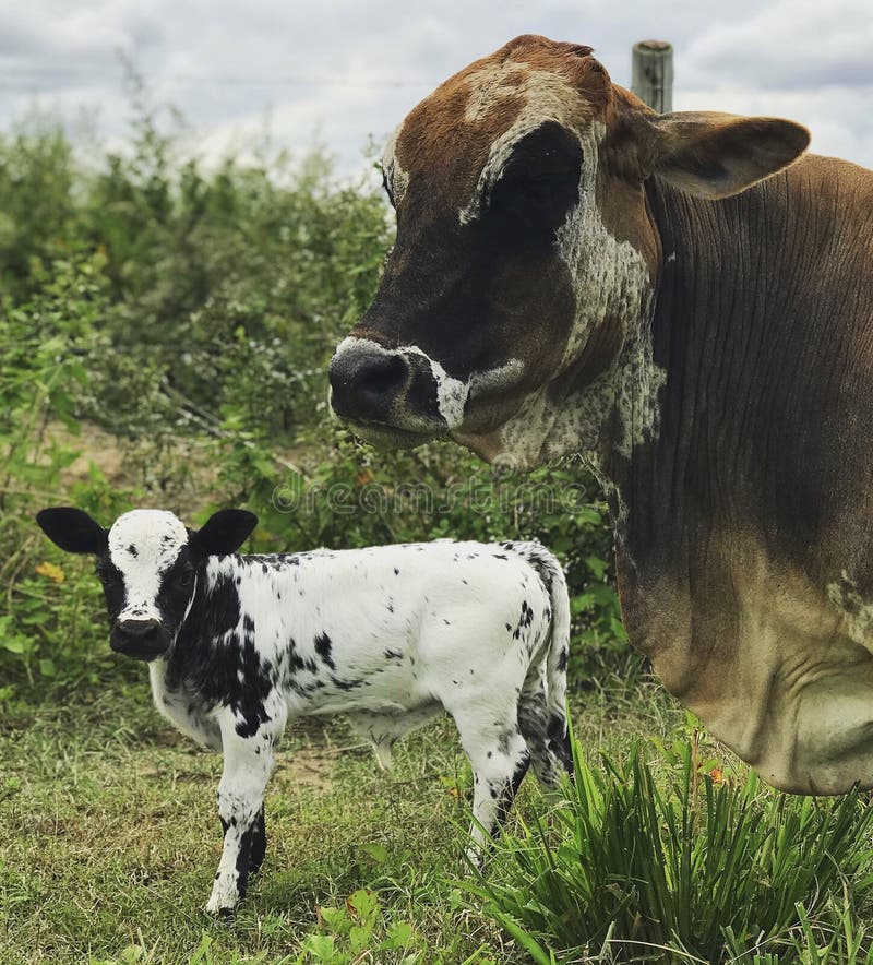 Puppy cow stock image. Image of together, animal, calf - 116586283
