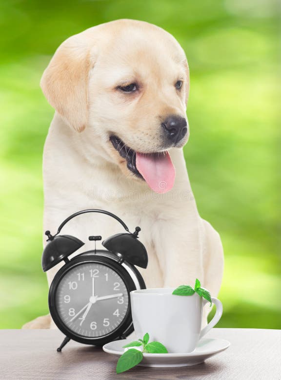 Puppy and a cup of tea stock image. Image of canine, small - 68679525
