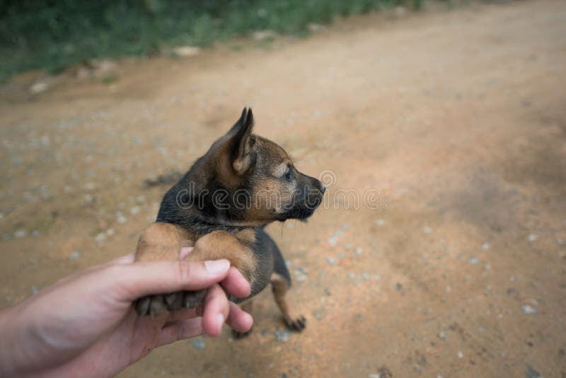 A Puppy Cute Dog with Warm Hand Touching Stock Image - Image of ...