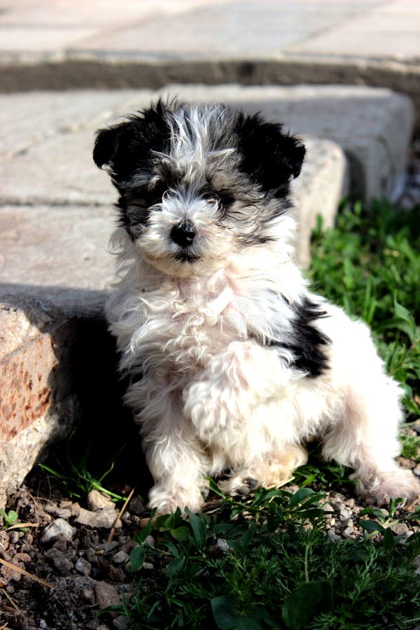 Puppy stock photo. Image of little, black, young, white - 54689890