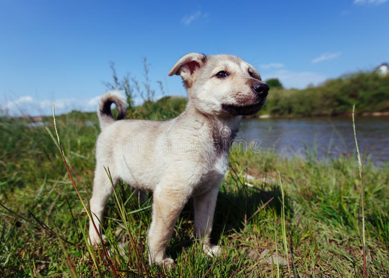 Little White Mut Puppy Stock Photos - Free & Royalty-Free Stock Photos ...