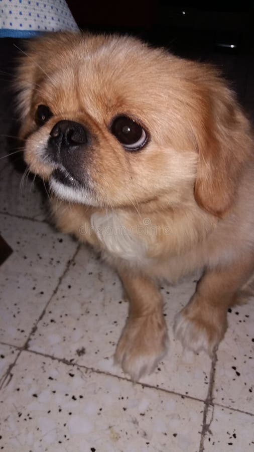 Puppy stock photo. Image of paskal, puppy, cute, animals - 157142282