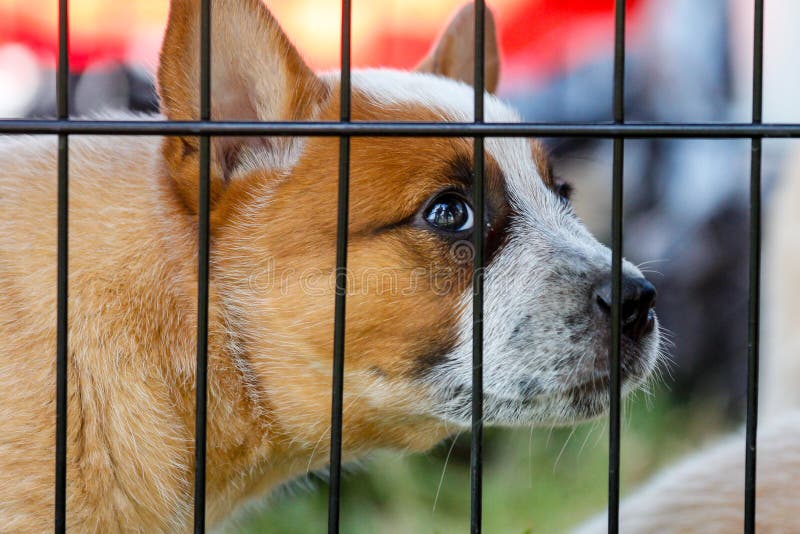 Puppy Dog behind bars stock photo. Image of alone, white - 44406940