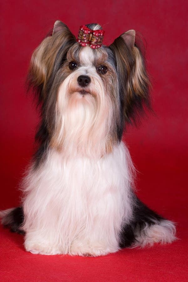 Puppy dog biver york stock image. Image of pedigreed - 134520061