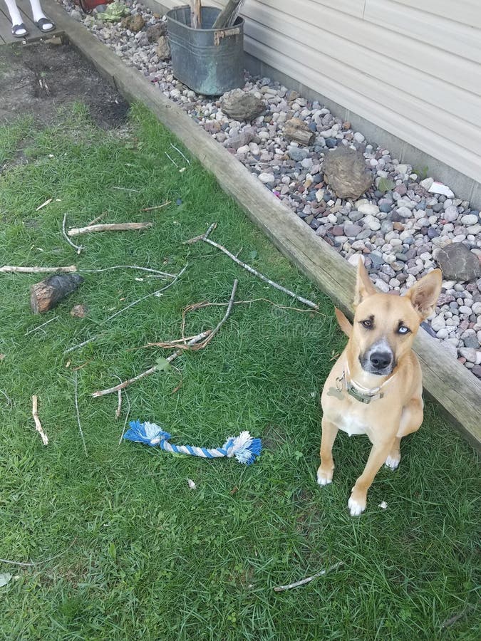 Puppy dog blue eye sticks stock photo. Image of sticks - 161714402