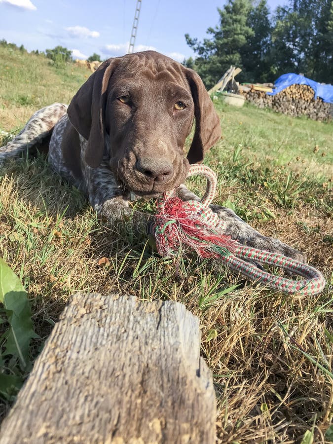 Puppy Dog Breed German Shorthaired Pointer on the Grass Stock Image ...