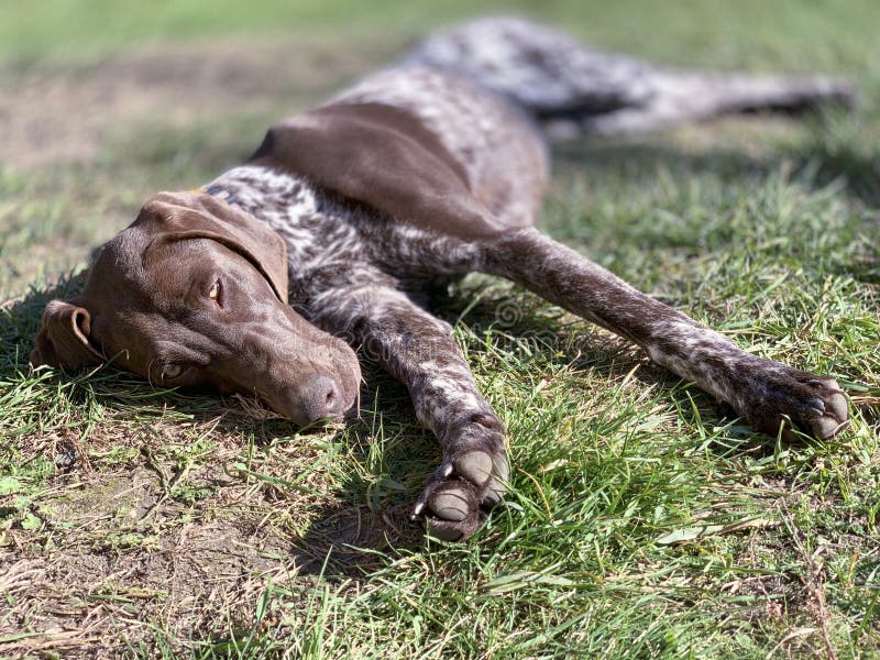 Puppy Dog - Breed German Shorthaired Pointer Sleeping on the Grass ...