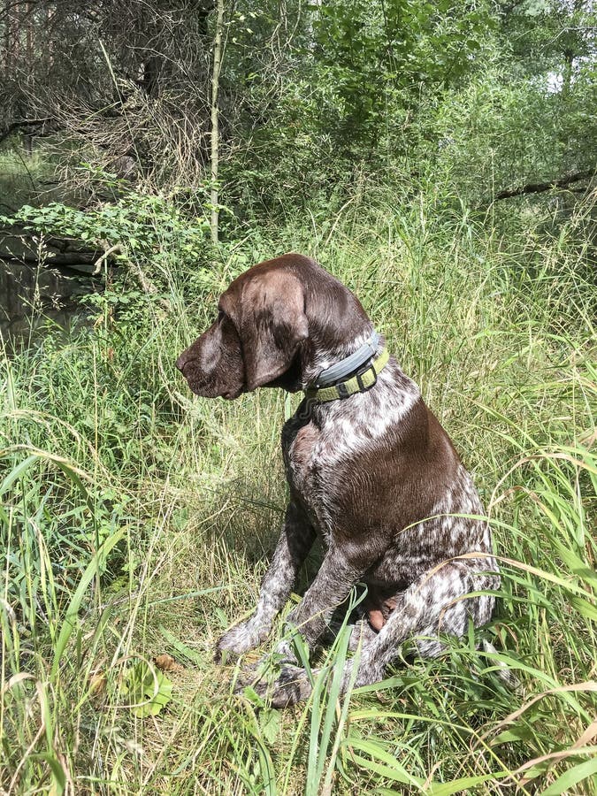Puppy Dog Breed German Shorthaired Pointer Stock Image - Image of ...