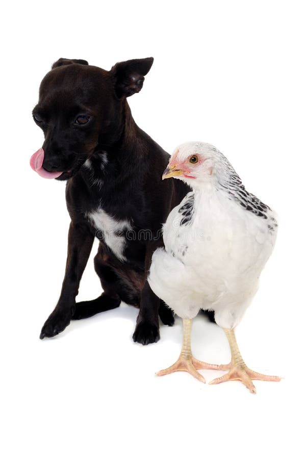 Puppy dog and chicken stock photo. Image of looking, funny - 16275788