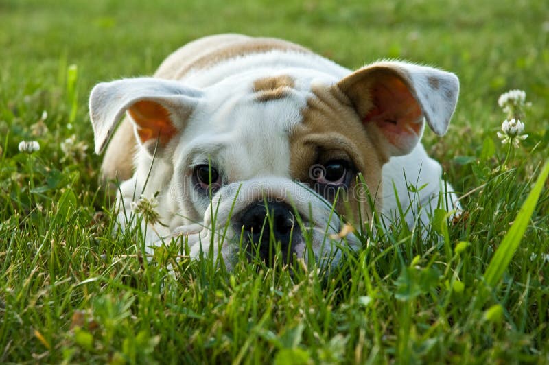 Puppy dog close up stock image. Image of mammal, lawn - 6474965
