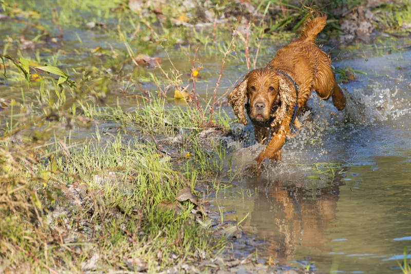 Puppy dog cocker spaniel stock photo. Image of front - 37496422