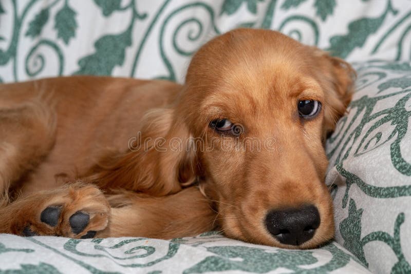 Puppy Dog Cocker Spaniel Relaxing and Sleeping on a Sofa Stock Photo ...