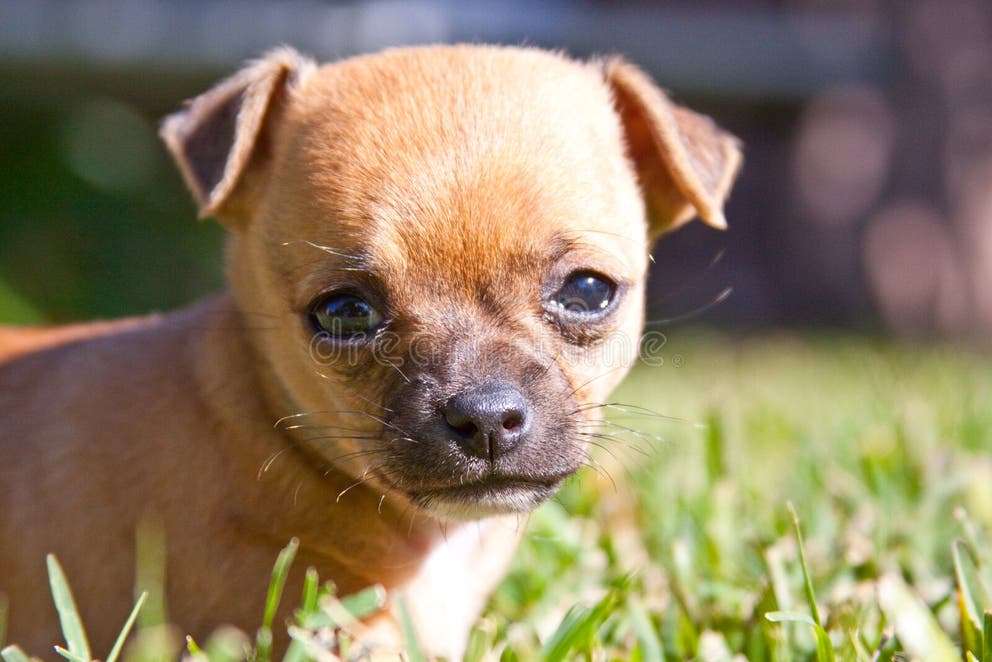 Puppy dog curious stock photo. Image of expression, adorable - 7797070