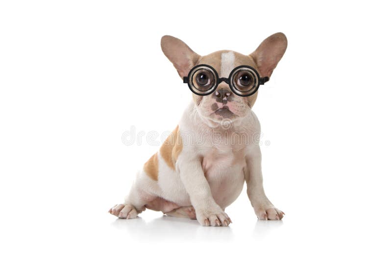 Cute Puppy Dog and Kitten on White Stock Photo - Image of pawing ...