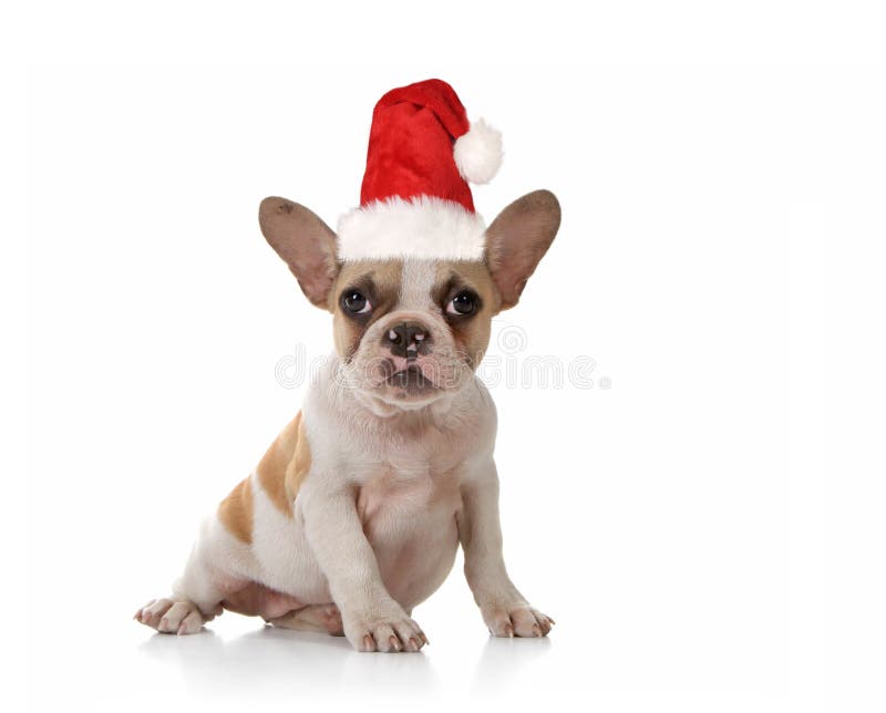 Puppy Dog with Cute Expression Studio Shot Stock Image - Image of ...