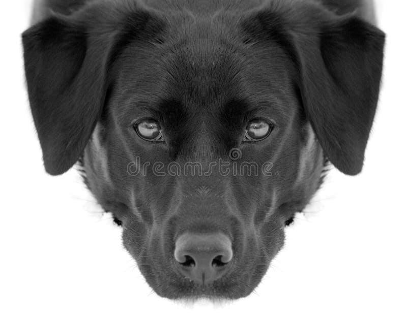 Puppy dog eyes stock photo. Image of ears, doggy, black - 13309134
