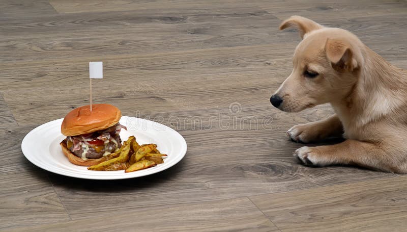 Puppy Dog Fastidious Looking at Tasty Hamburger Stock Image - Image of ...
