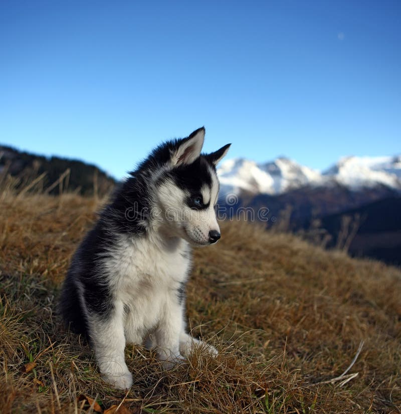 Puppy Dog in Front of a Mountain Scenery Stock Photo - Image of view ...