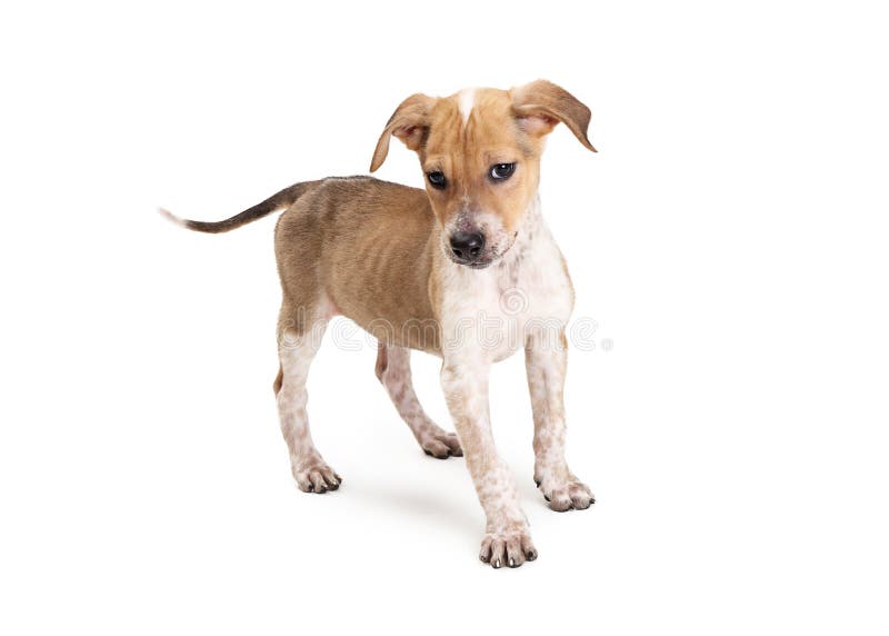 Funny Dog Standing Up Dancing Stock Photo - Image of smiling, animal ...