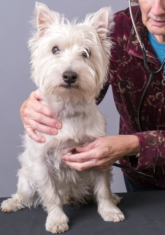 Puppy Dog Getting a Health Check at Vet Stock Photo - Image of sickness ...