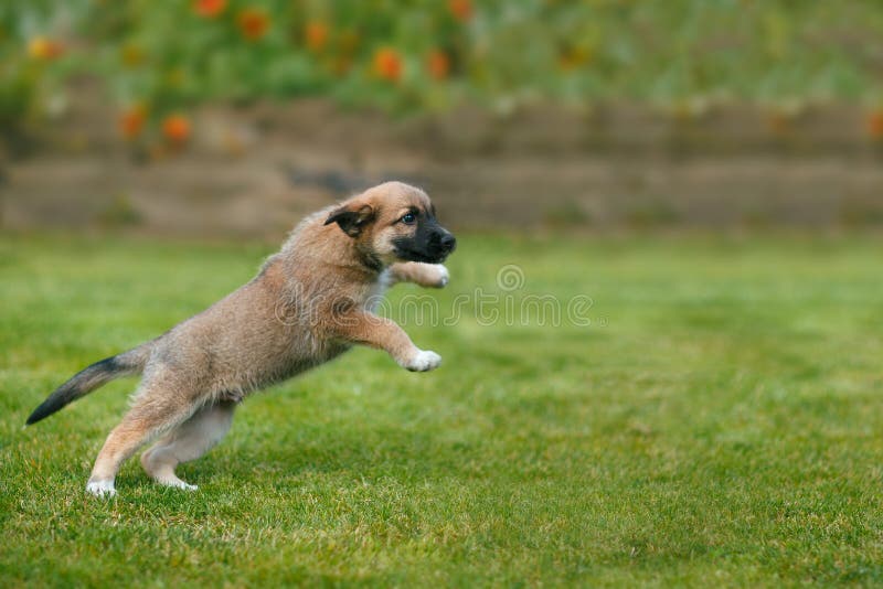 Puppy Dog Jumping and Playing on Grass. Stock Image - Image of summer ...
