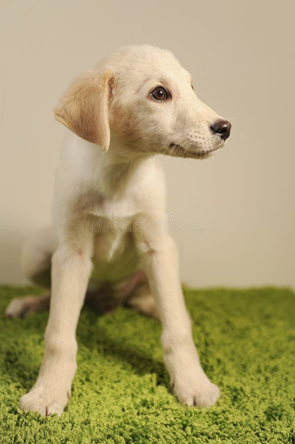 Puppy dog stock photo. Image of copy, purebred, isolated - 36562136