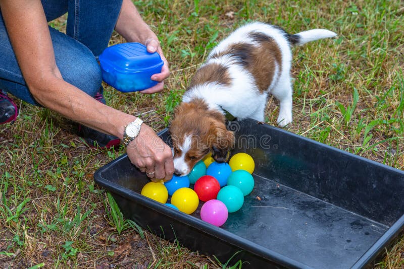 Puppy Dog Learns New Things in Life Stock Photo - Image of trainer ...
