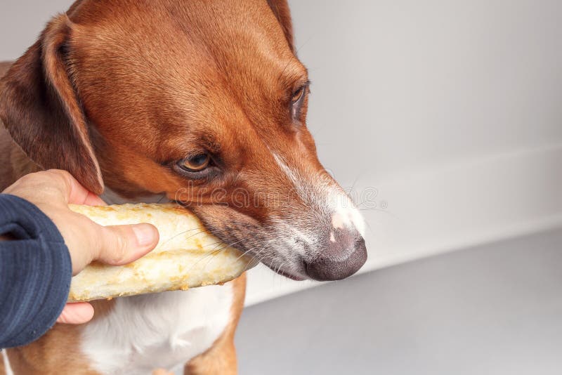 Dog Biting on Chew Bone while Pet Owner Tried To Take it Away. Stock ...