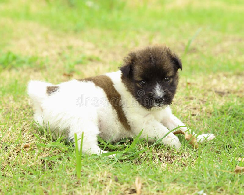 Puppy dog resting stock photo. Image of nature, outside - 32699902
