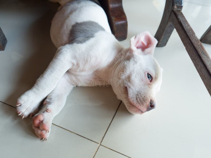 Puppy Dog Sleeping on Tiled Stock Image - Image of canine, play: 81918815