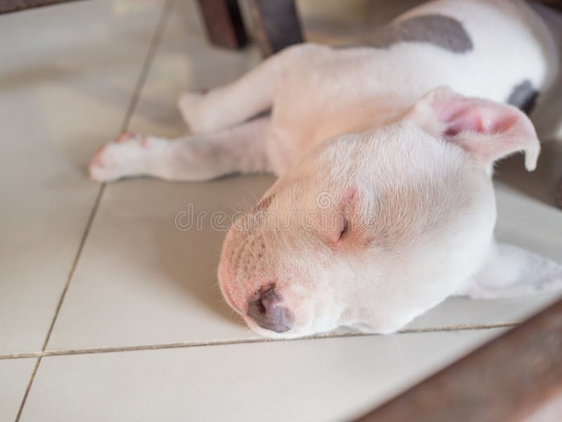 Puppy Dog Sleeping on Tiled Stock Image - Image of pooch, play: 83548793