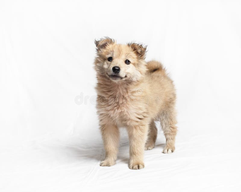 Puppy dog standing stock photo. Image of people, playful - 233994890