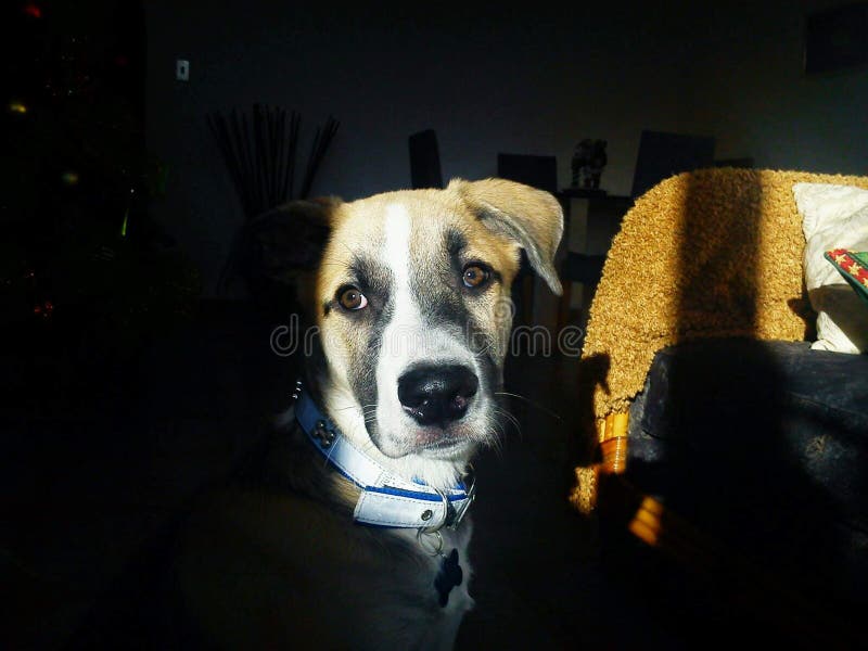 Puppy Dog with Sun Light in His Face Stock Image - Image of poster ...