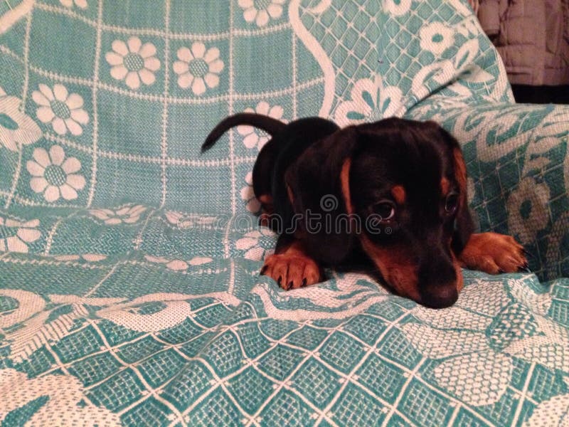 Puppy dog stock image. Image of nice, puppy, dachshund - 50836829
