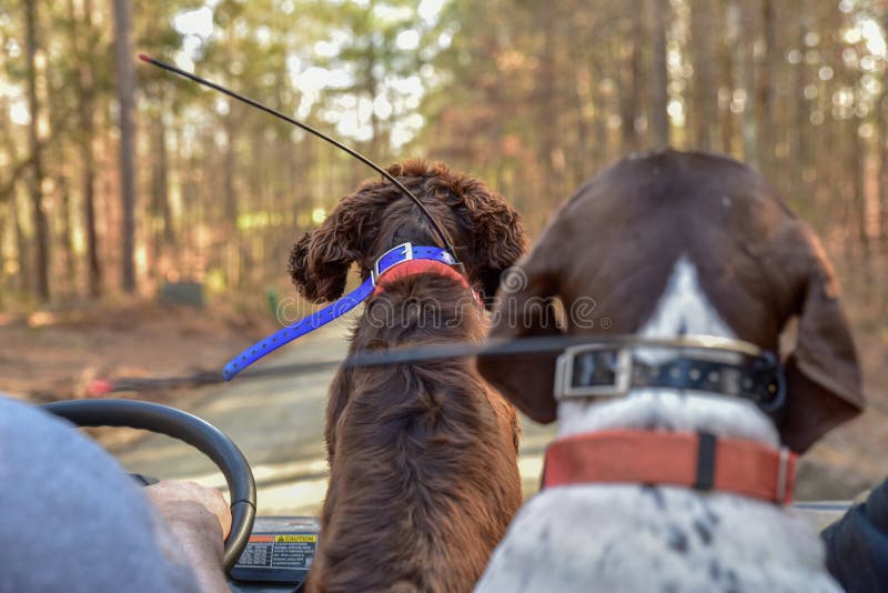 Puppy dogs stock photo. Image of spaniel, dogs, looking - 111446290