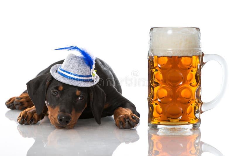 Puppy stock photo. Image of german, adorable, front, drunk - 46487140