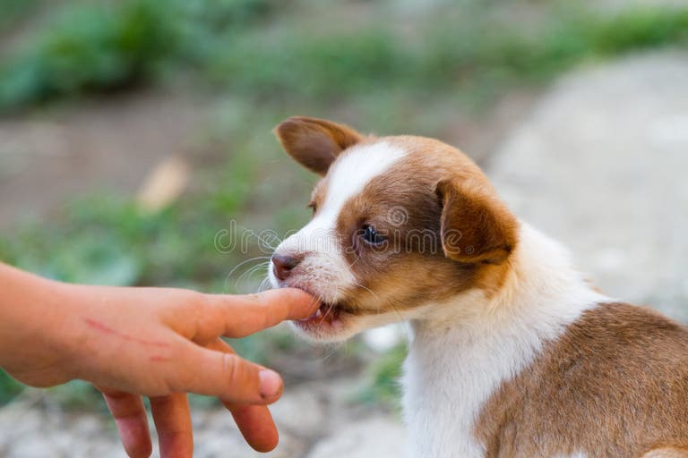Puppy , Ears Down Bitting Finger Stock Image - Image of little, funny ...