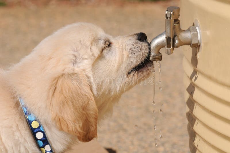 A Puppy Enjoying a Sip of Water from a Tap Stock Image - Image of ...