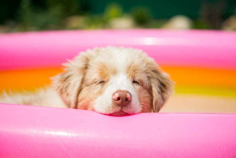 Puppy Enjoys Swimming in the Pool Stock Image - Image of mouth, pink ...