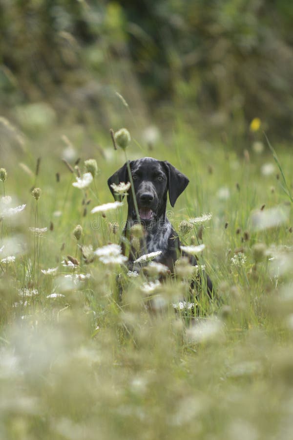 Greyster Puppy Stock Photos - Free & Royalty-Free Stock Photos from ...