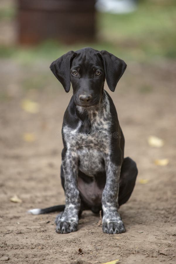 Greyster Puppy Stock Photos - Free & Royalty-Free Stock Photos from ...