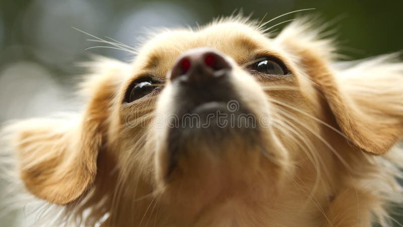Puppy Eyes stock image. Image of canine, eyes, little - 44161815