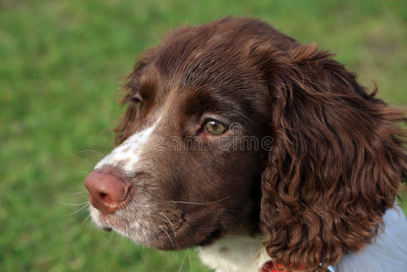 Puppy Face stock image. Image of close, spaniel, mammals - 11533783