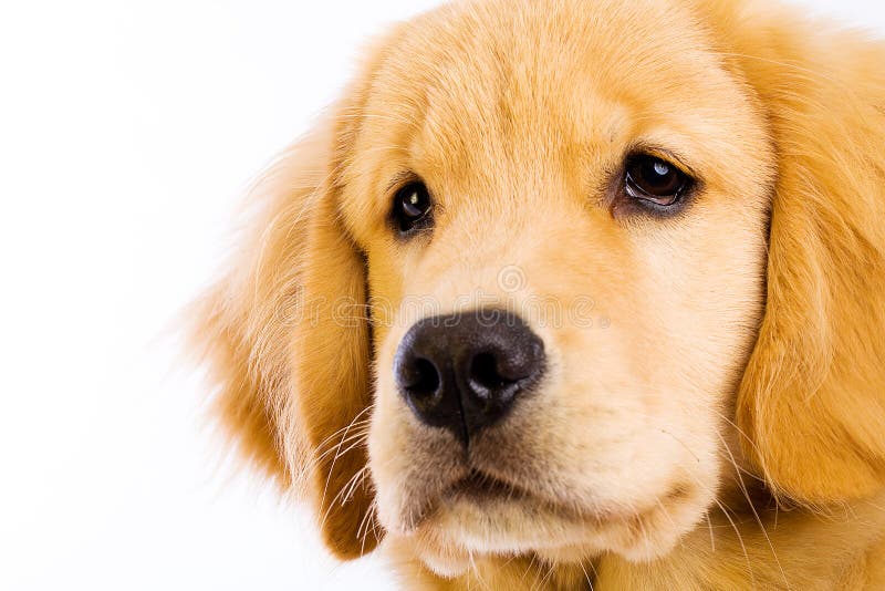 Sad Puppy Face stock photo. Image of beautiful, import - 42427760