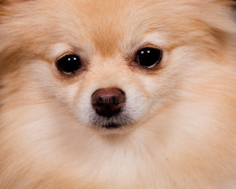Puppy Face stock photo. Image of furry, adorable, pomeranian - 3395436