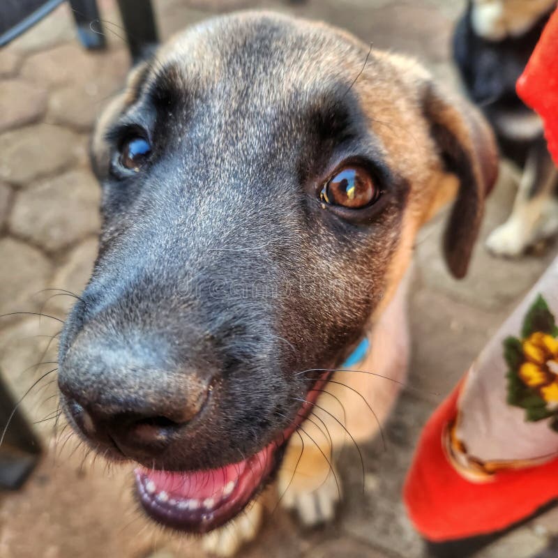 Puppy Face with a Big Nose and Shiny Eyes and Teeth Sowing Stock Photo ...