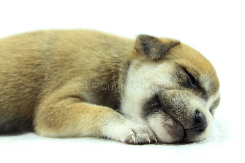 Puppy Falling Asleep stock photo. Image of puppy, animal - 36097696