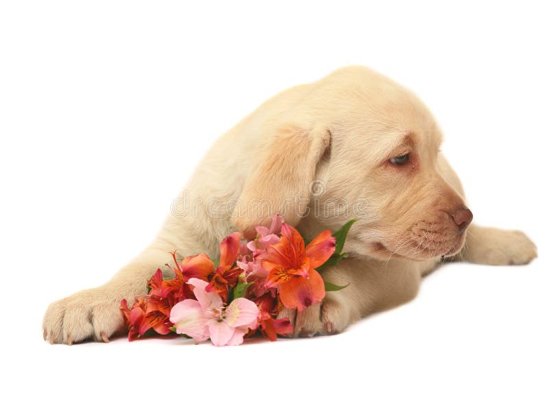 Puppy with a flower. stock image. Image of background - 8257643