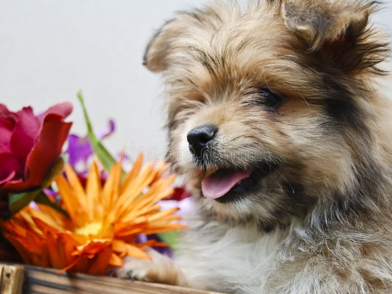 Puppy with Flowers stock photo. Image of sweet, puppy - 18504504