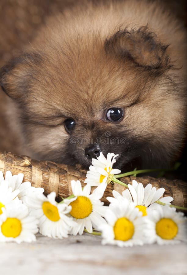 Puppy and flowers stock image. Image of happiness, fluffy - 44347919